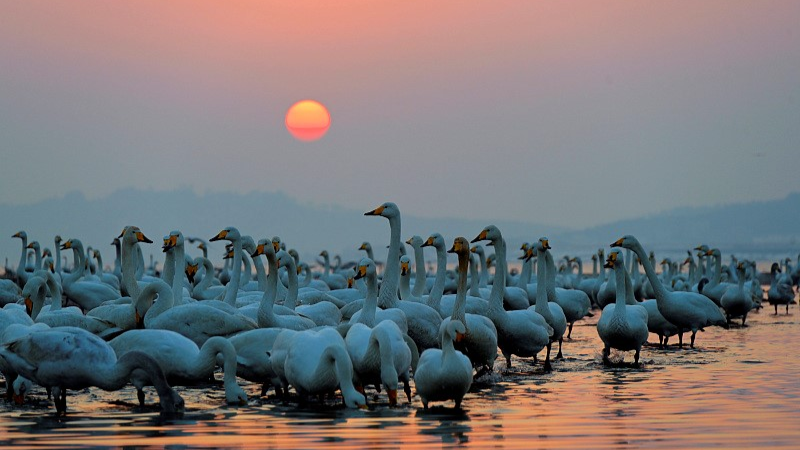 Rongcheng dans le Shandong : les cygnes chantent et dansent au soleil ...
