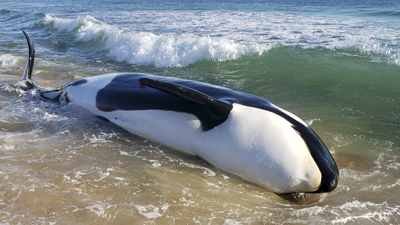 États-Unis, Floride : une orque de plus de 6 m s'échoue sur une plage ...