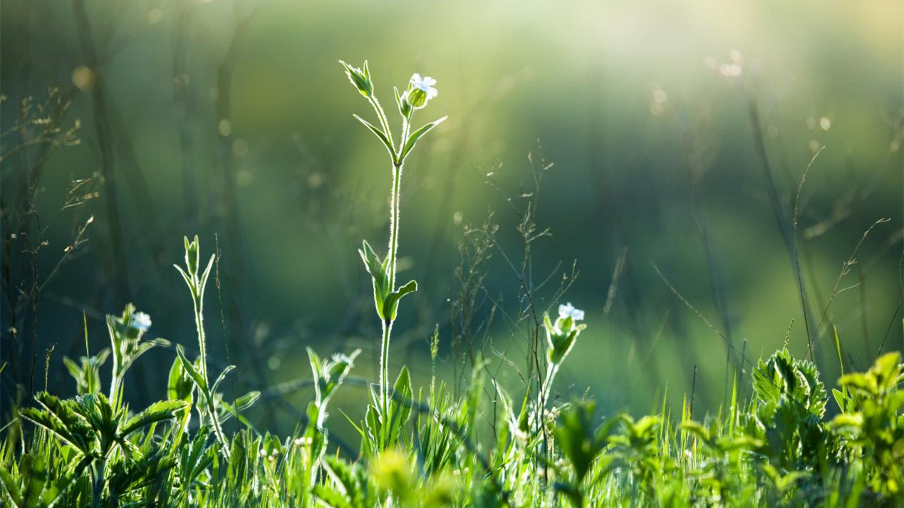 Le jour de Lichun, la première des 24 périodes solaires du calendrier ...
