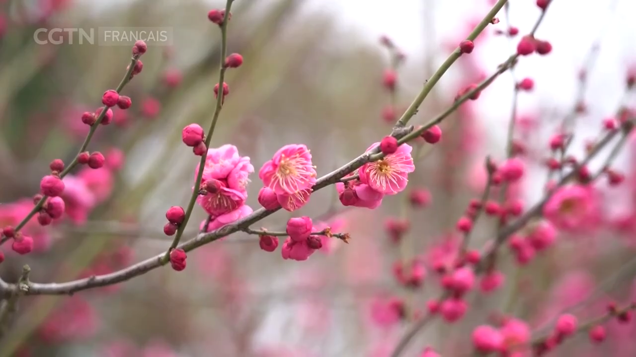 Le début de la floraison marque le début du printemps en Chine - CGTN