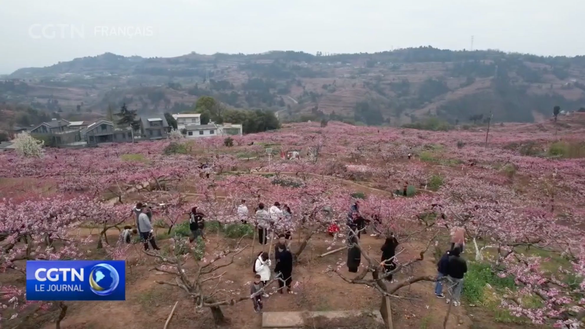 Les visiteurs affluent au Festival des fleurs de pêcher de Longquan ...