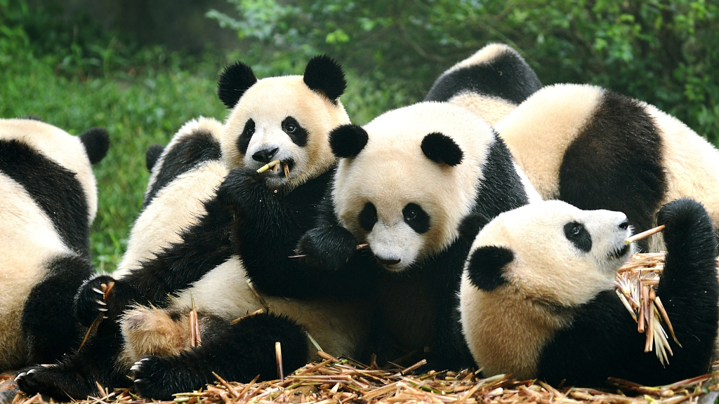 L'"économie du panda" aide au développement du tourisme chinois - CGTN