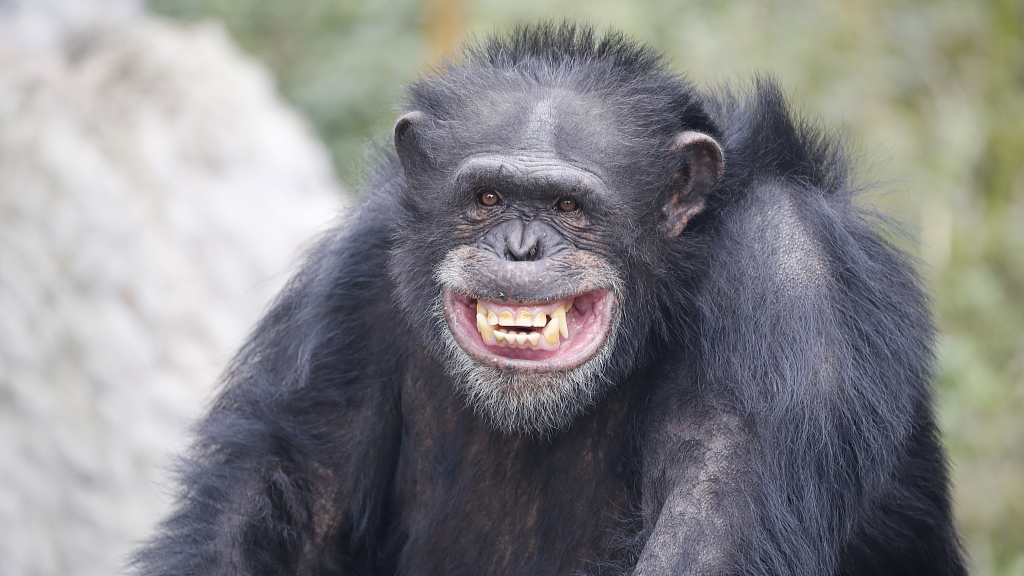 Regardons le sourire des animaux - CGTN