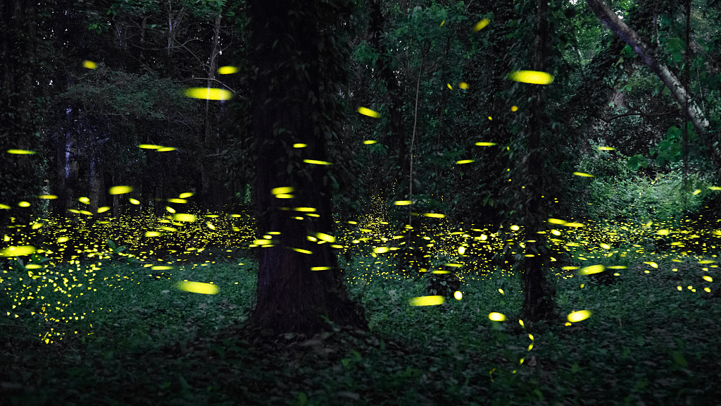 Nature : la meilleure saison d'observation des lucioles arrive - CGTN