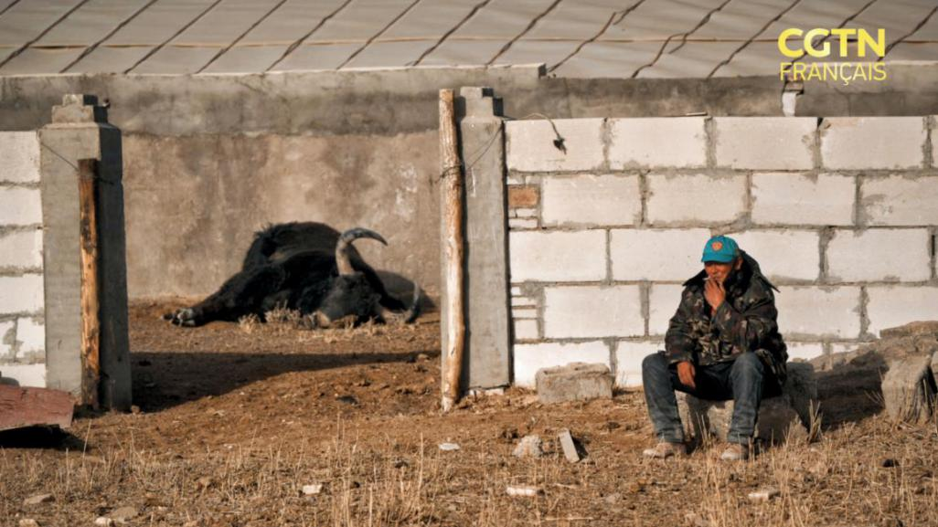 Le yack : accompagner jusqu'au bout - CGTN