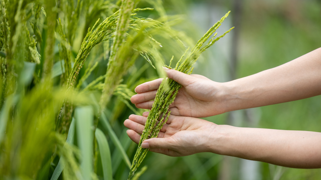 Jiangsu : le riz géant pousse vigoureusement avec des tiges de 2 mètres ...