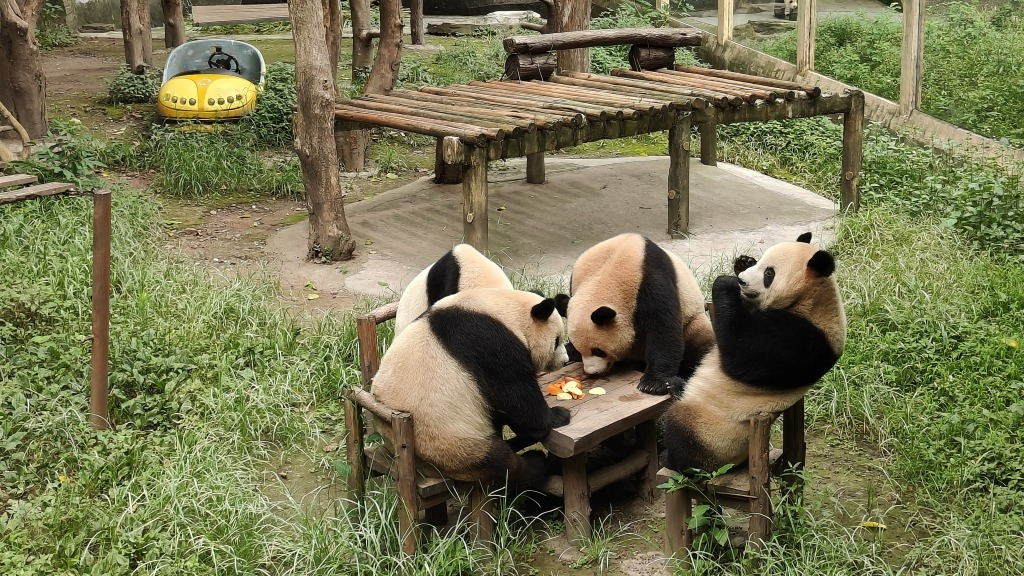 Photos : quatre pandas mangeant ensemble autour d'une table - CGTN