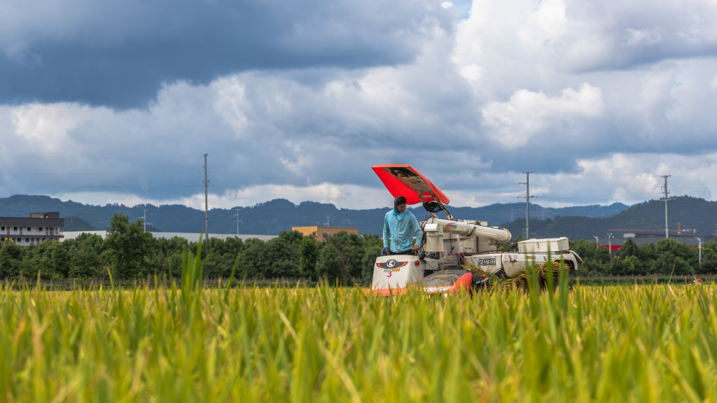 Chongqing : les villageois profitent du beau temps pour récolter du riz ...