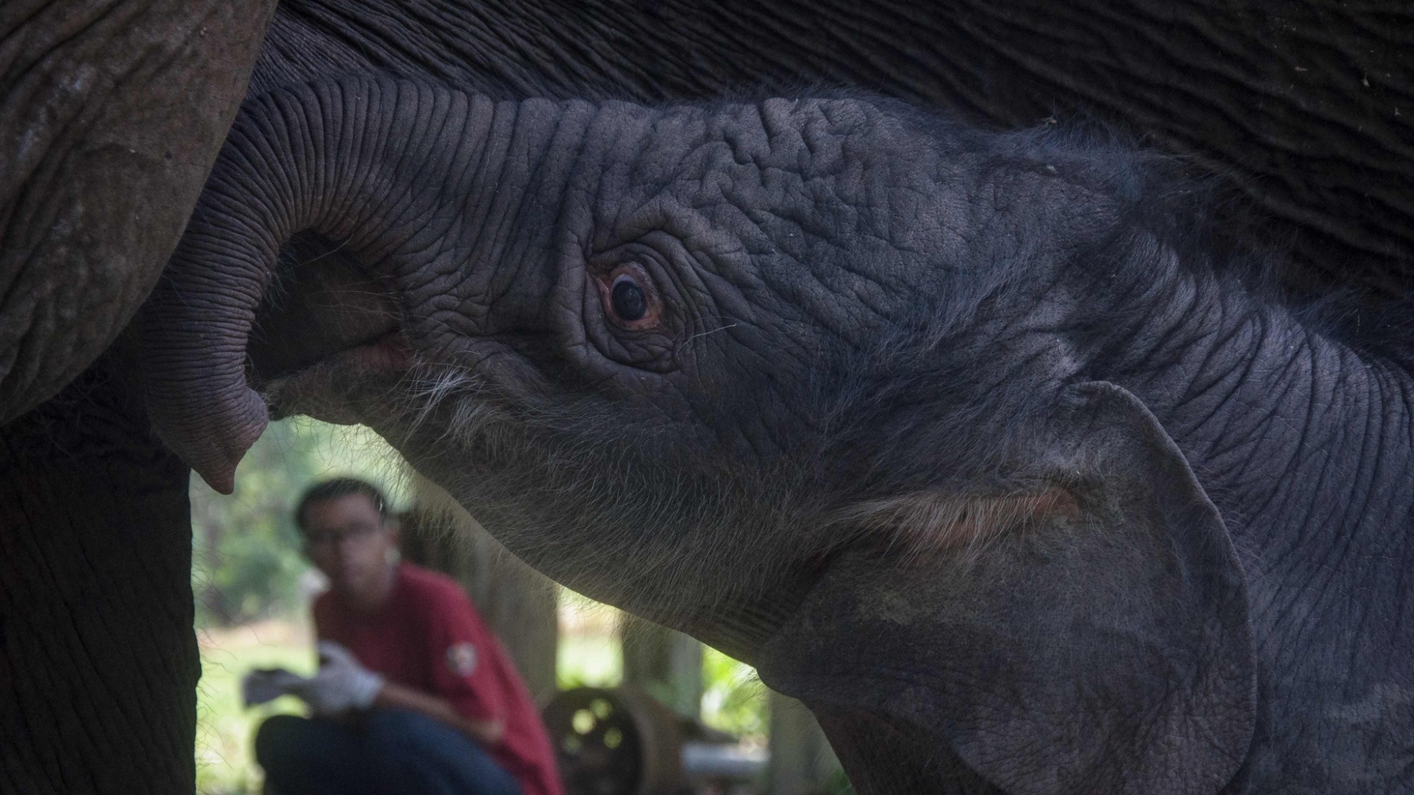 Sumatra : une femelle éléphant se blottit contre sa mère - CGTN