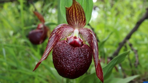 Chine : Xizang, fer de lance de la conservation des orchidées pour la ...