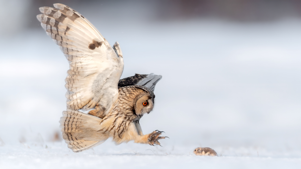 Heilongjiang : un hibou volant en quête de nourriture dans la neige - CGTN