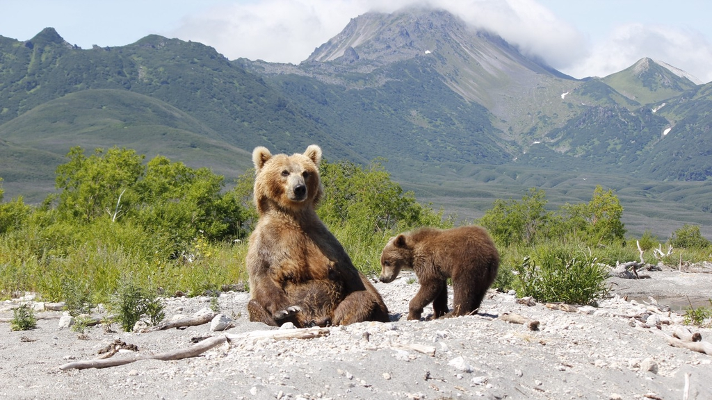 Biodiversité : des ours bruns se détendent au bord d'un lac en Russie ...