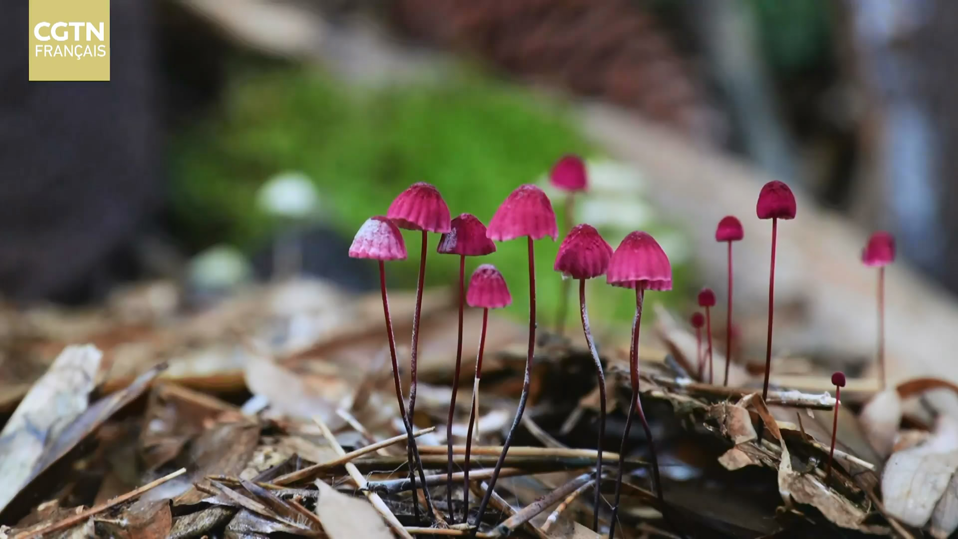 Zhou Qingfeng : À la recherche des champignons - CGTN