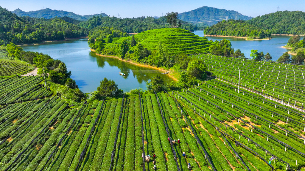 Hangzhou : Récolte mécanisée du thé d'été à la "Plantation de Matcha ...