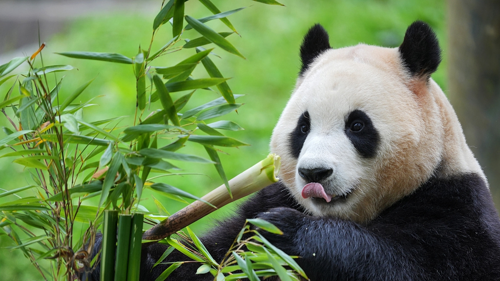Protection des pandas géants : Fu Bao, née en Corée du Sud, fait ses ...