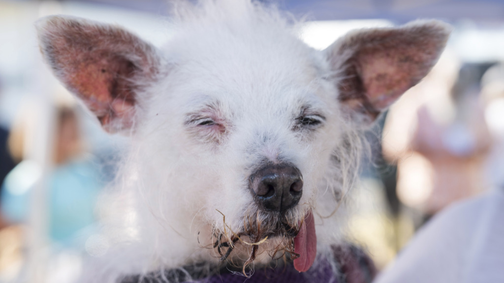 Le concours du chien le plus laid du monde se tient en Californie aux ...