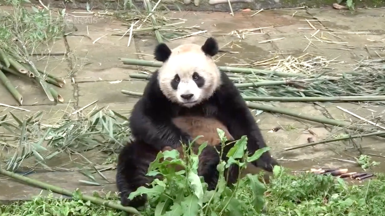 Deux pandas géants entament leur voyage vers les États-Unis - CGTN