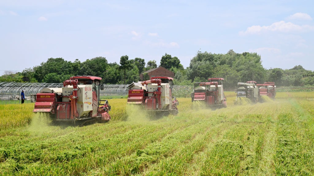 Zhejiang : des céréaliers luttent contre les températures élevées pour ...