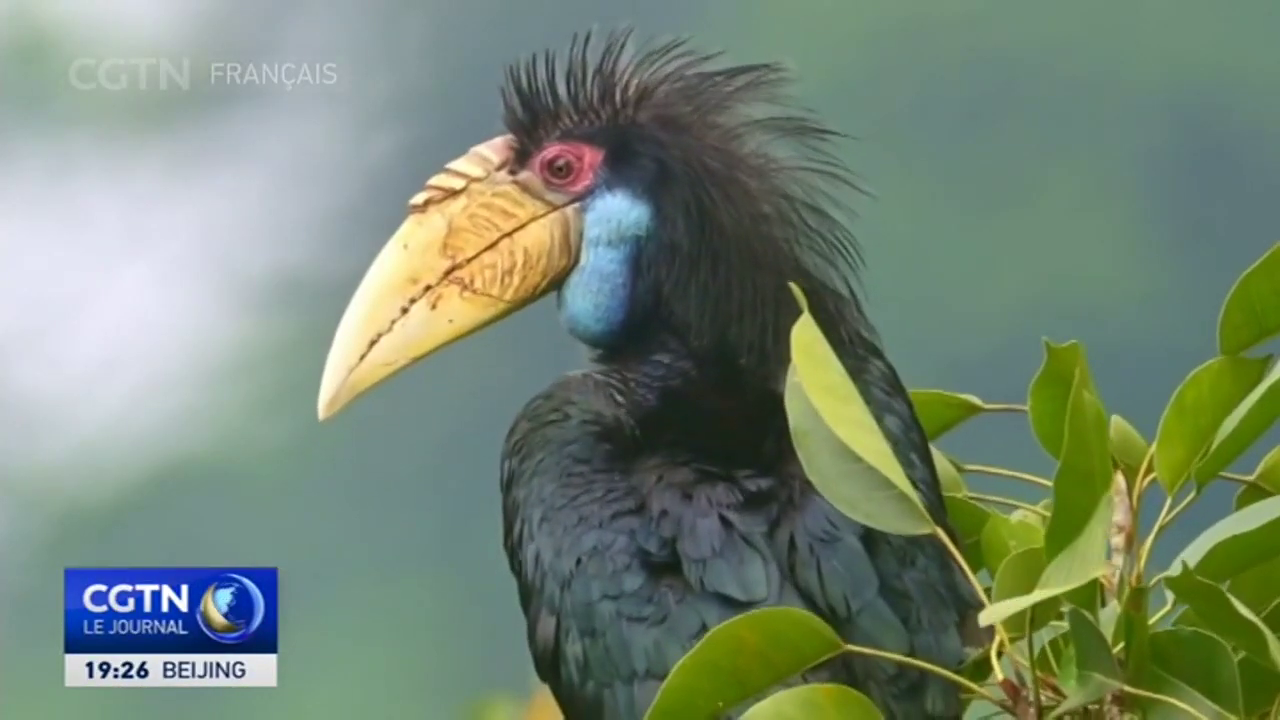 Nature fantastique : Images d'une femelle calao festonné avec sa ...