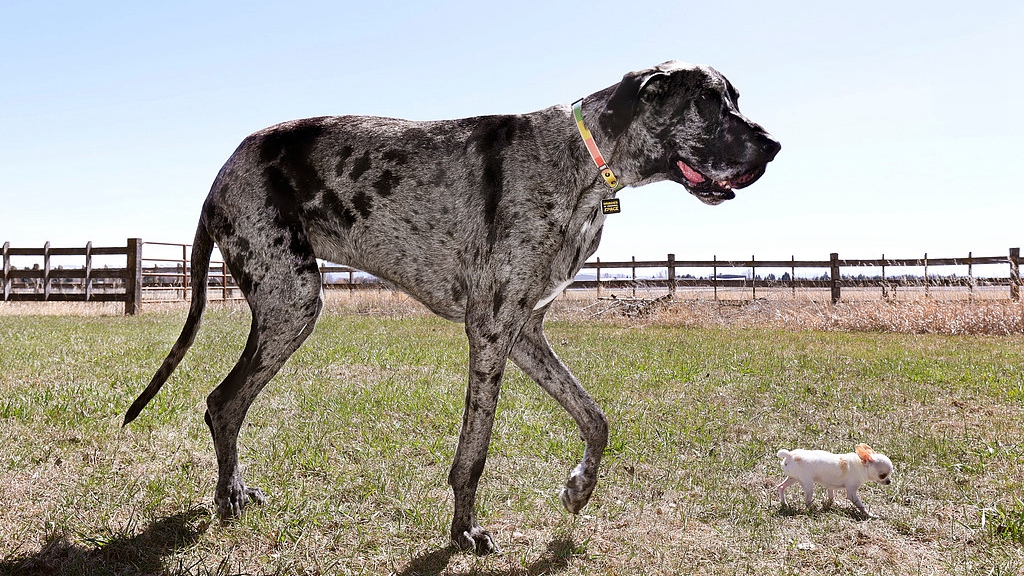 Quand le plus grand chien du monde rencontre le plus petit - CGTN
