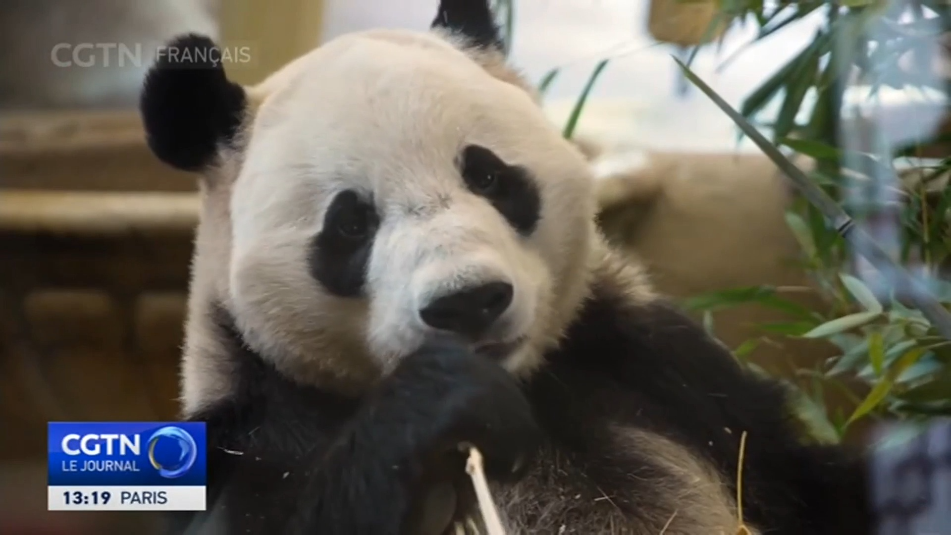 Deux pandas en provenance de Chine accueillis au zoo de Vienne - CGTN