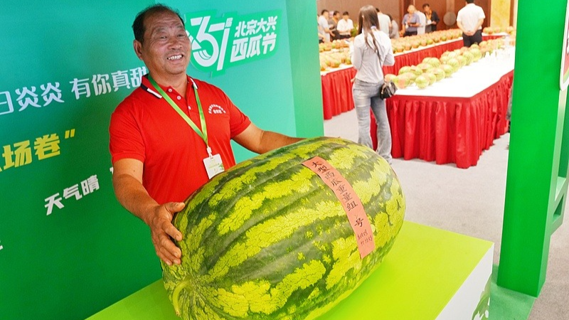 97,75 kg, le « Roi des Melons » du Festival de la Pastèque de Daxing à ...