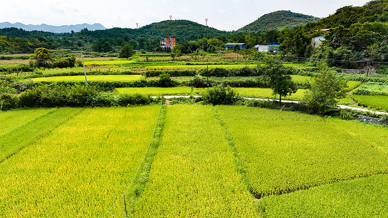 Guilin, Guangxi : L'élevage de poissons dans les rizières aide les ...