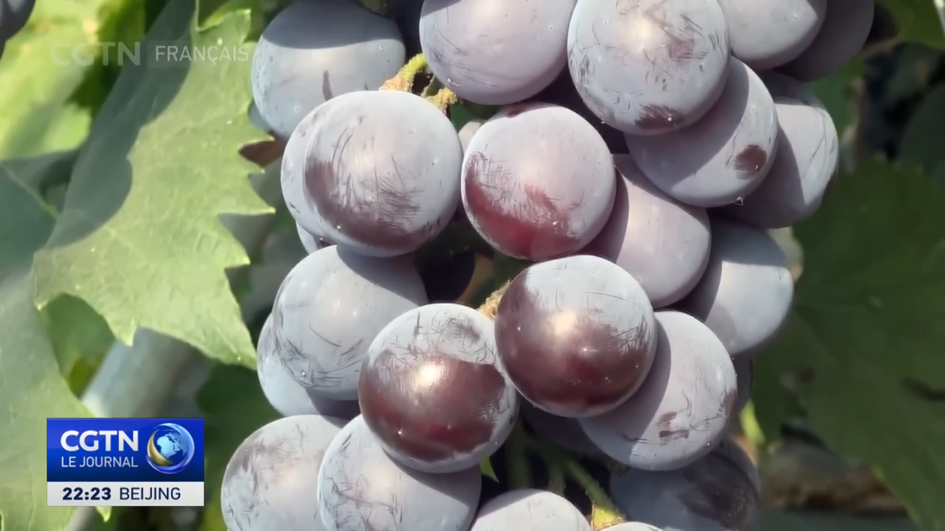 Jilin : sur les terres noires, des vendanges prometteuses - CGTN